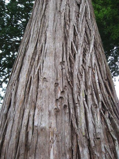 Ushi no Koku Mairi – Shrine Visit at the Hour of the Ox | 百物語怪談会 ...